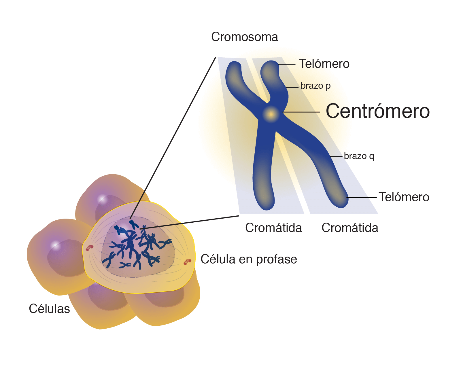 Genes y cromosomas: ¿cómo determinan nuestra vida y salud? - Cuestión ...