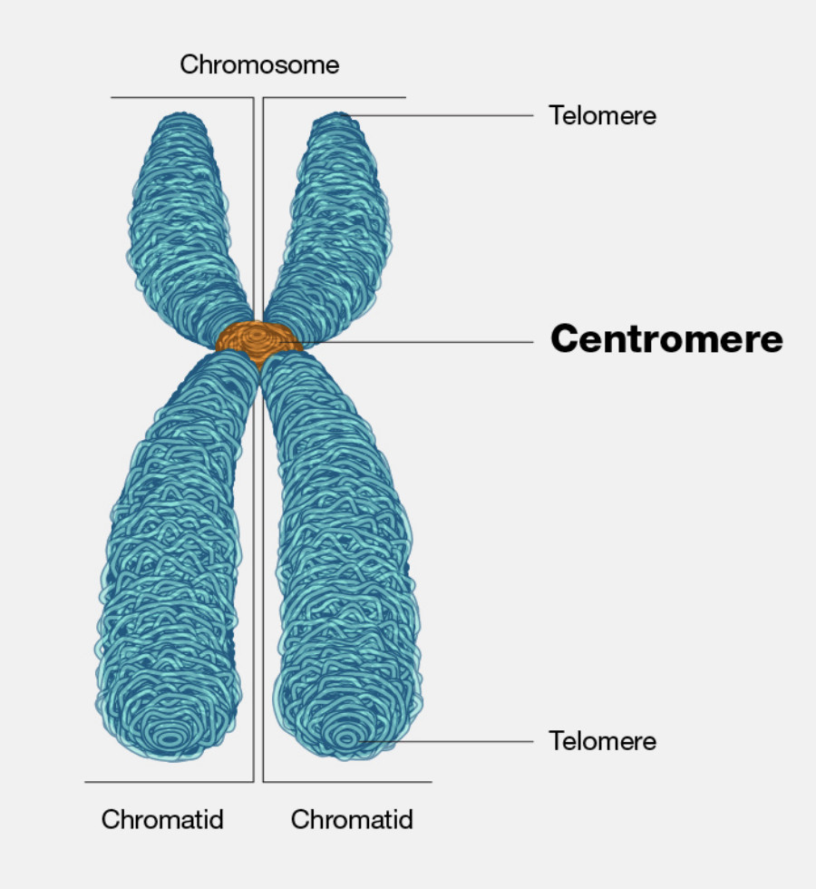 Genes and chromosomes: how do they determine our life and health ...