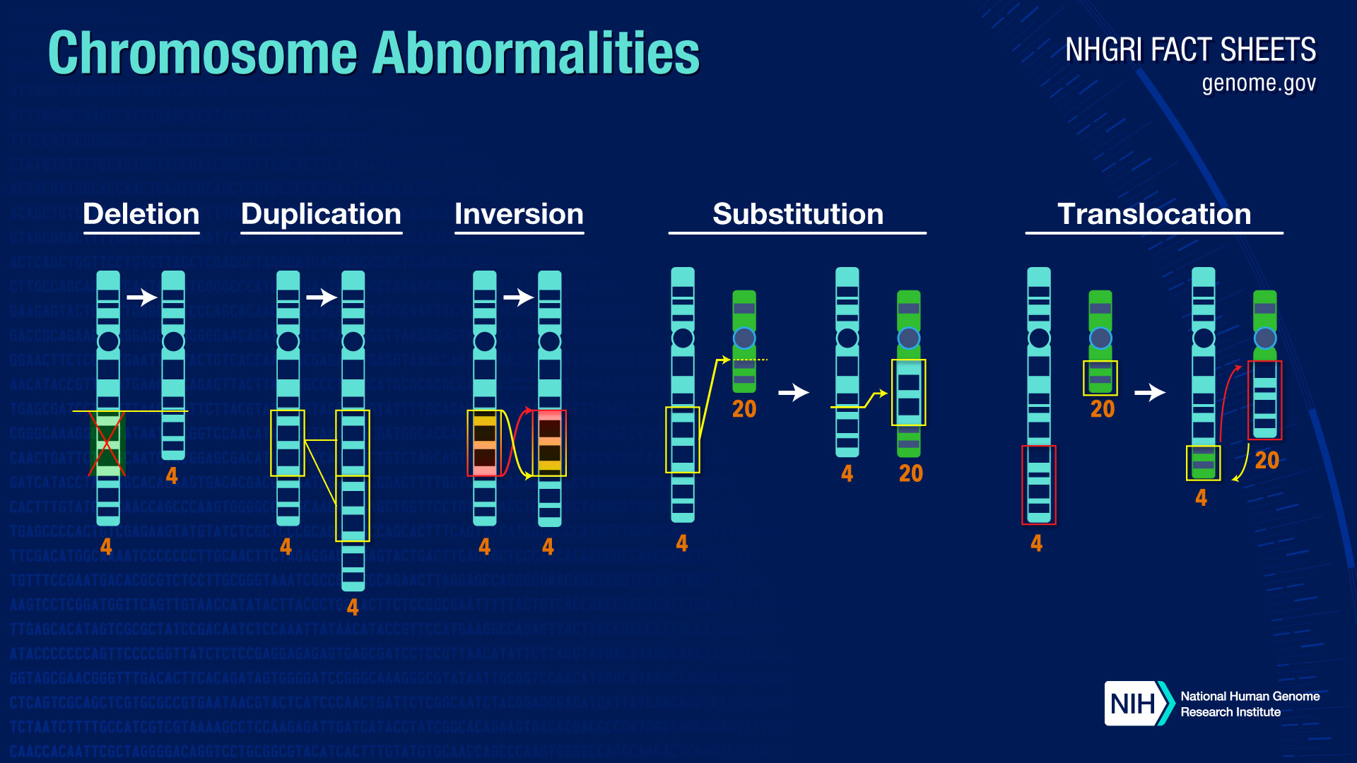 Genes and chromosomes: how do they determine our life and health? - Genes Matter